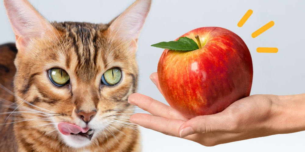 Erstaunlich Durfen Katzen Pfirsich Essen Bild